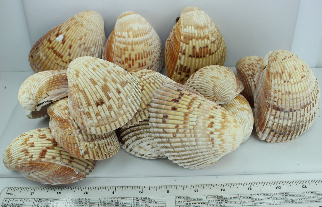 Seashells - Florida Natural Shells 15 Large Cockles Crafts Mirror ...