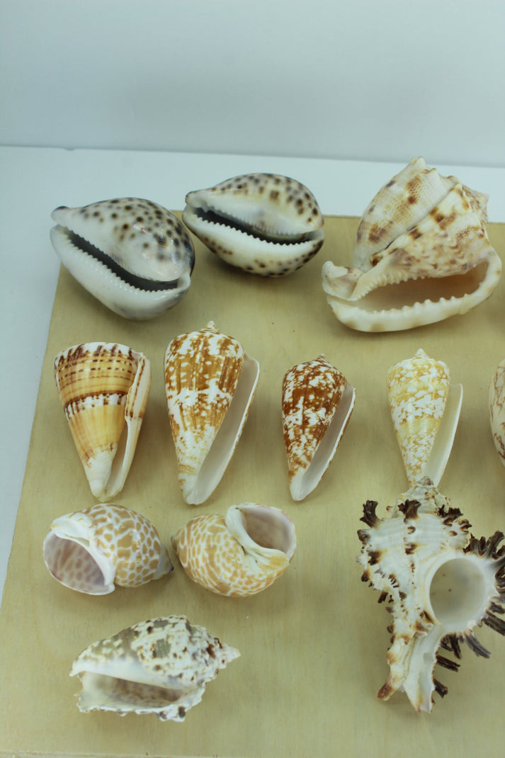 Seashells - Florida Natural Shells 15 Shell Art Crafts – Olde Kitchen ...