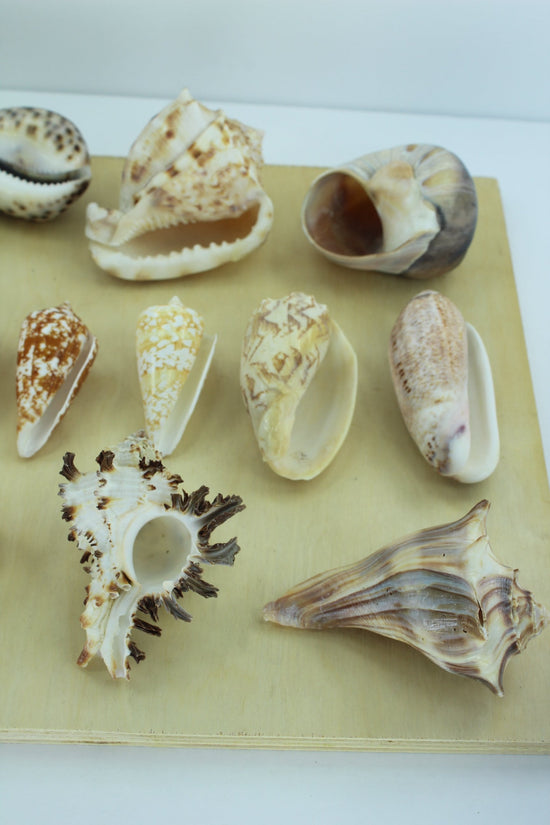 Seashells - Florida Natural Shells 15 Shell Art Crafts – Olde Kitchen ...