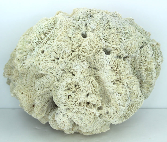 Seashells - Natural Brain Coral Fossil Large 8 1/2" X 6" Heavy 3 lbs ...