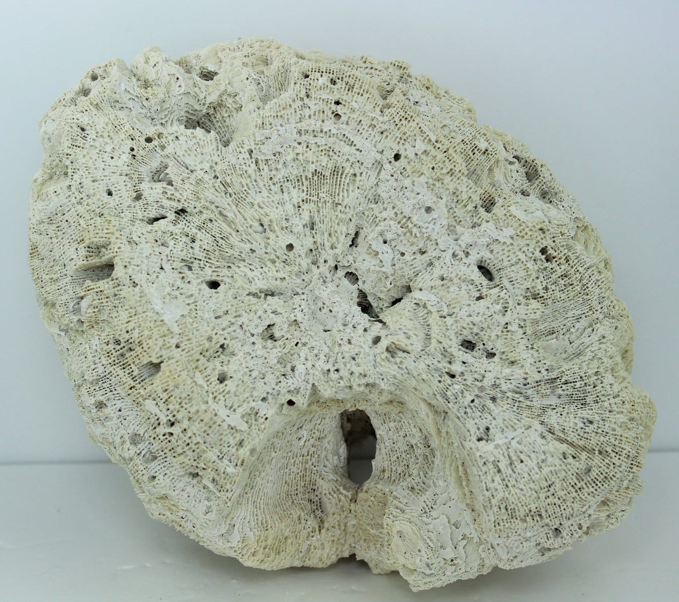 Seashells - Natural Brain Coral Fossil Large 8 1/2" X 6" Heavy 3 lbs ...