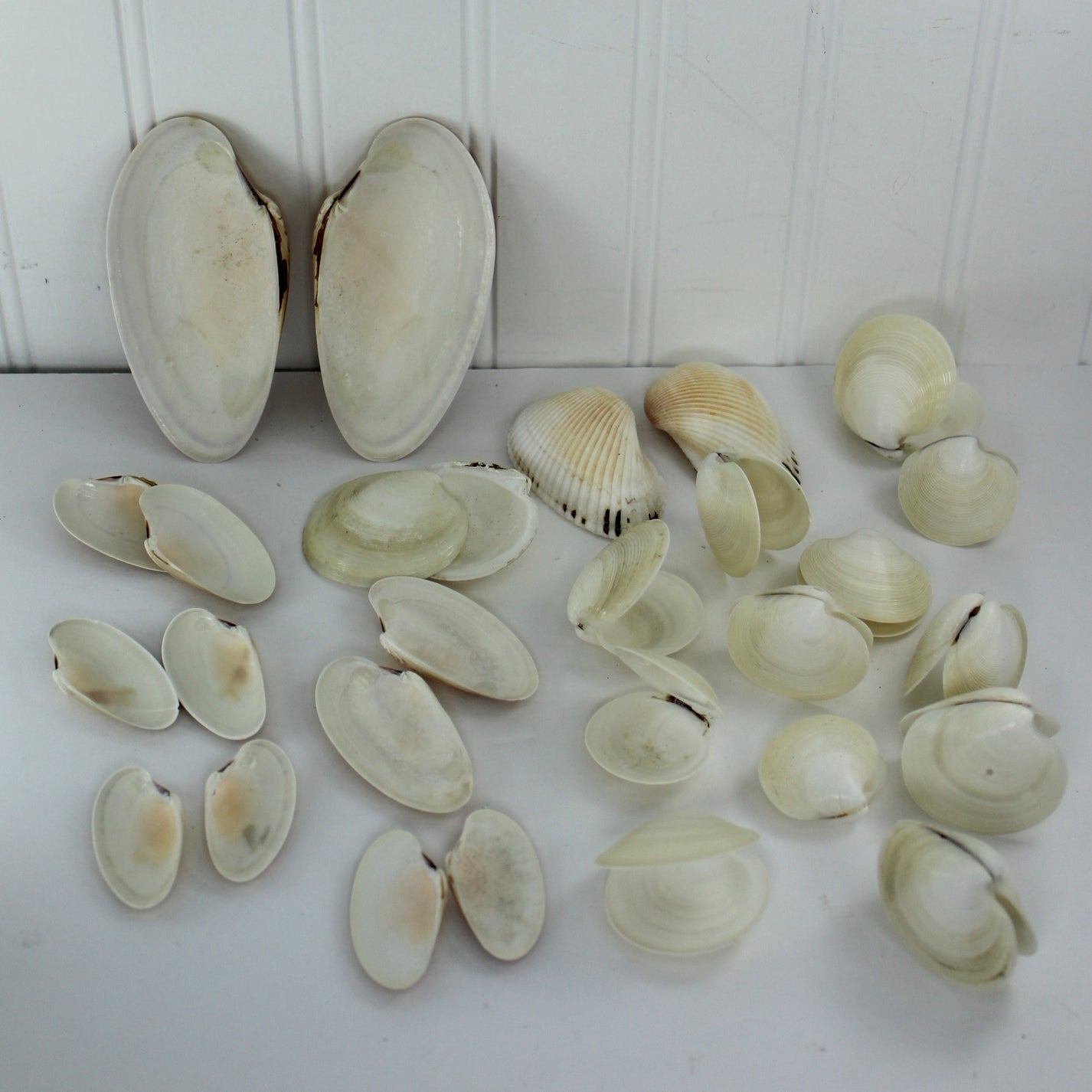Natural Double Pairs Shells Variety Clams Dosinia Sunray Venus DIY Cra ...
