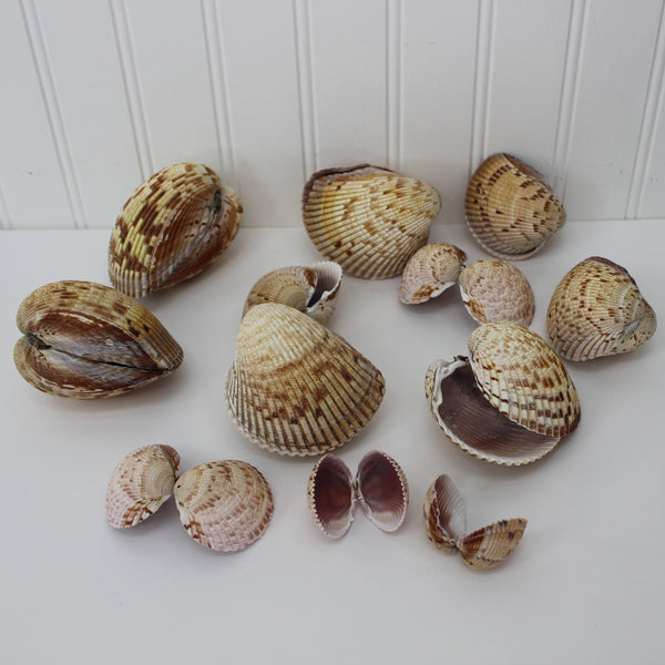 Cockle Shells Florida Natural Doubles Lot 12 Colorful Crafts Wreath Mi ...